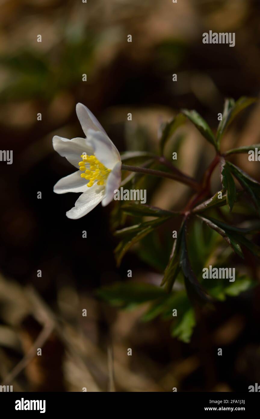 Wood anemone, early spring white wildflower in nature. Small white ...