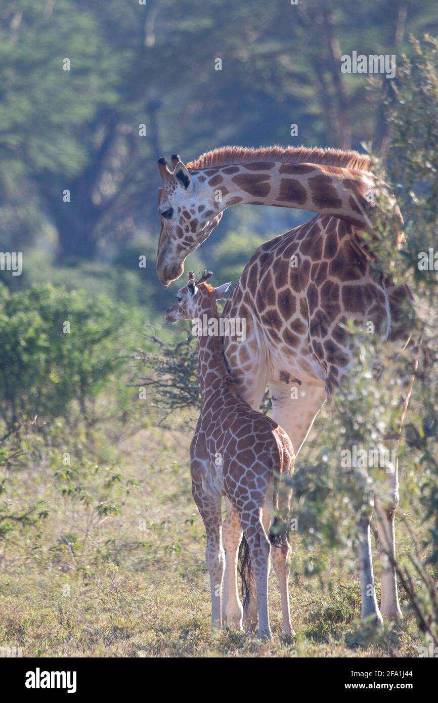 Mother and baby giraffe Stock Photo - Alamy