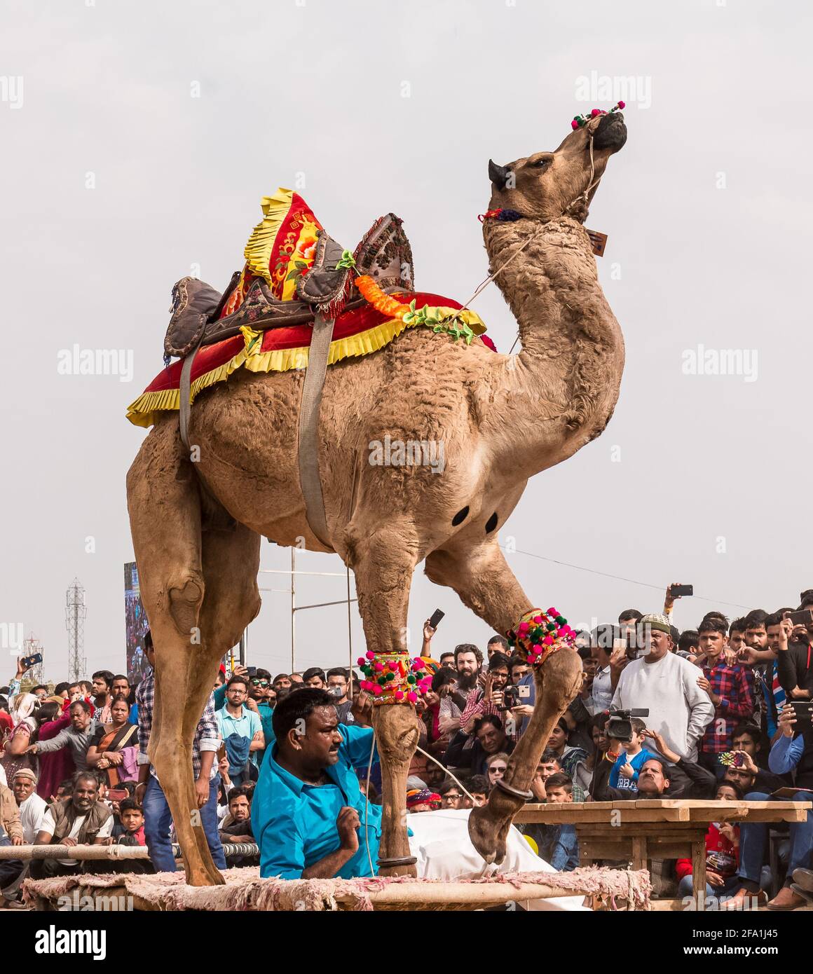 Bikaner, Rajasthan, India, January 2019 : Colorful camel performing ...