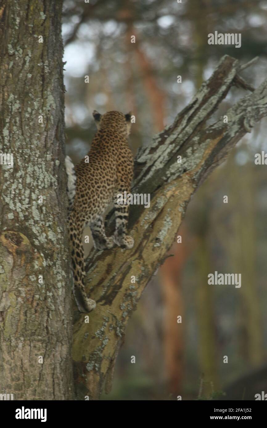 Leopard in a tree Stock Photo - Alamy