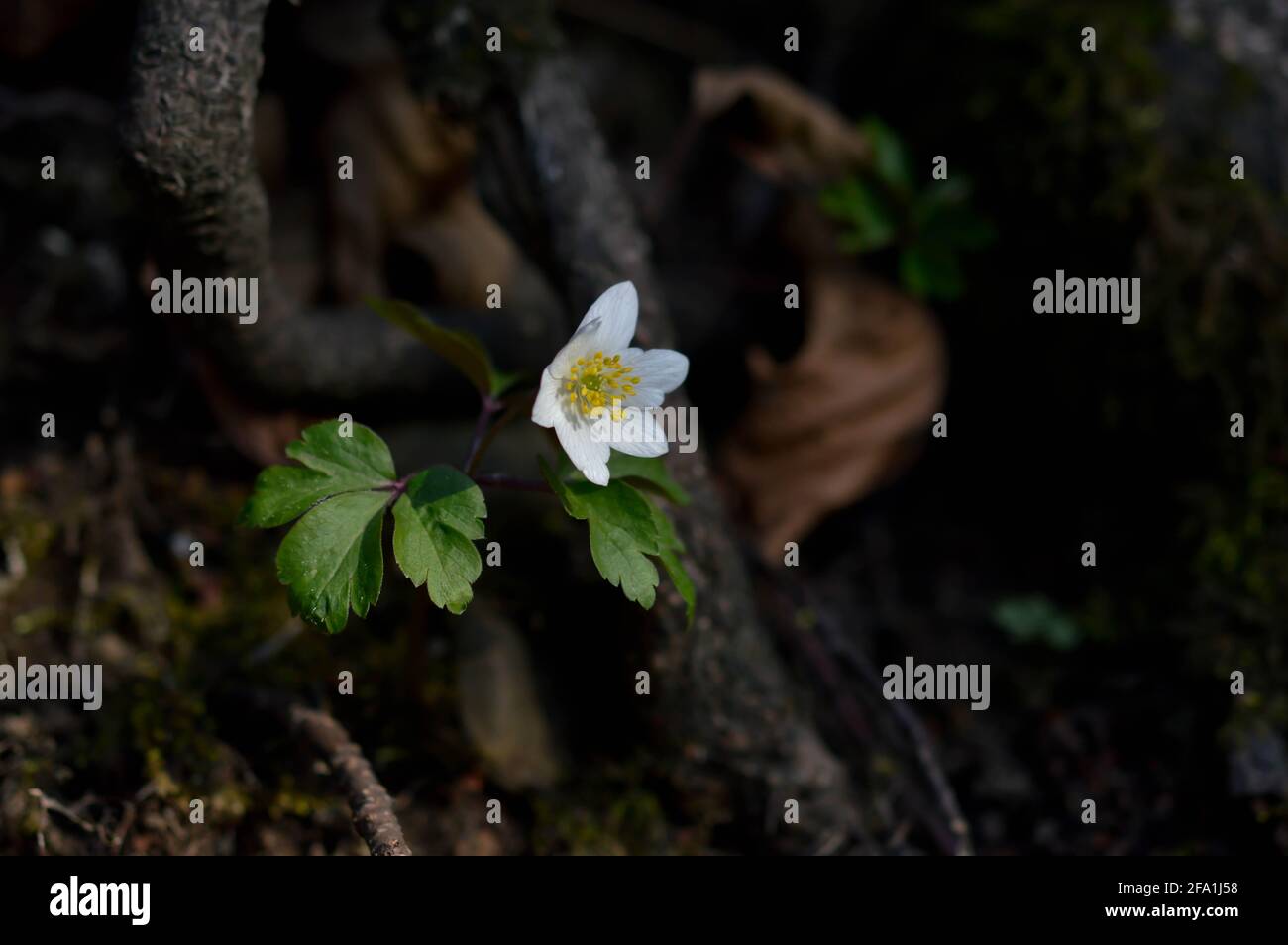 Wood anemone, early spring white wildflower in nature. Small white ...
