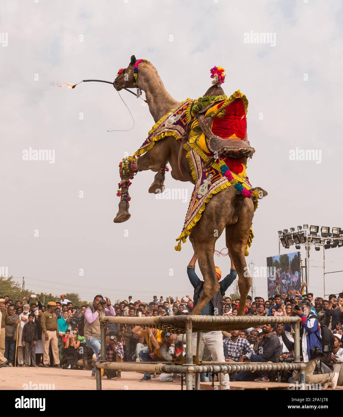 Bikaner, Rajasthan, India, January 2019 : Colorful camel performing ...