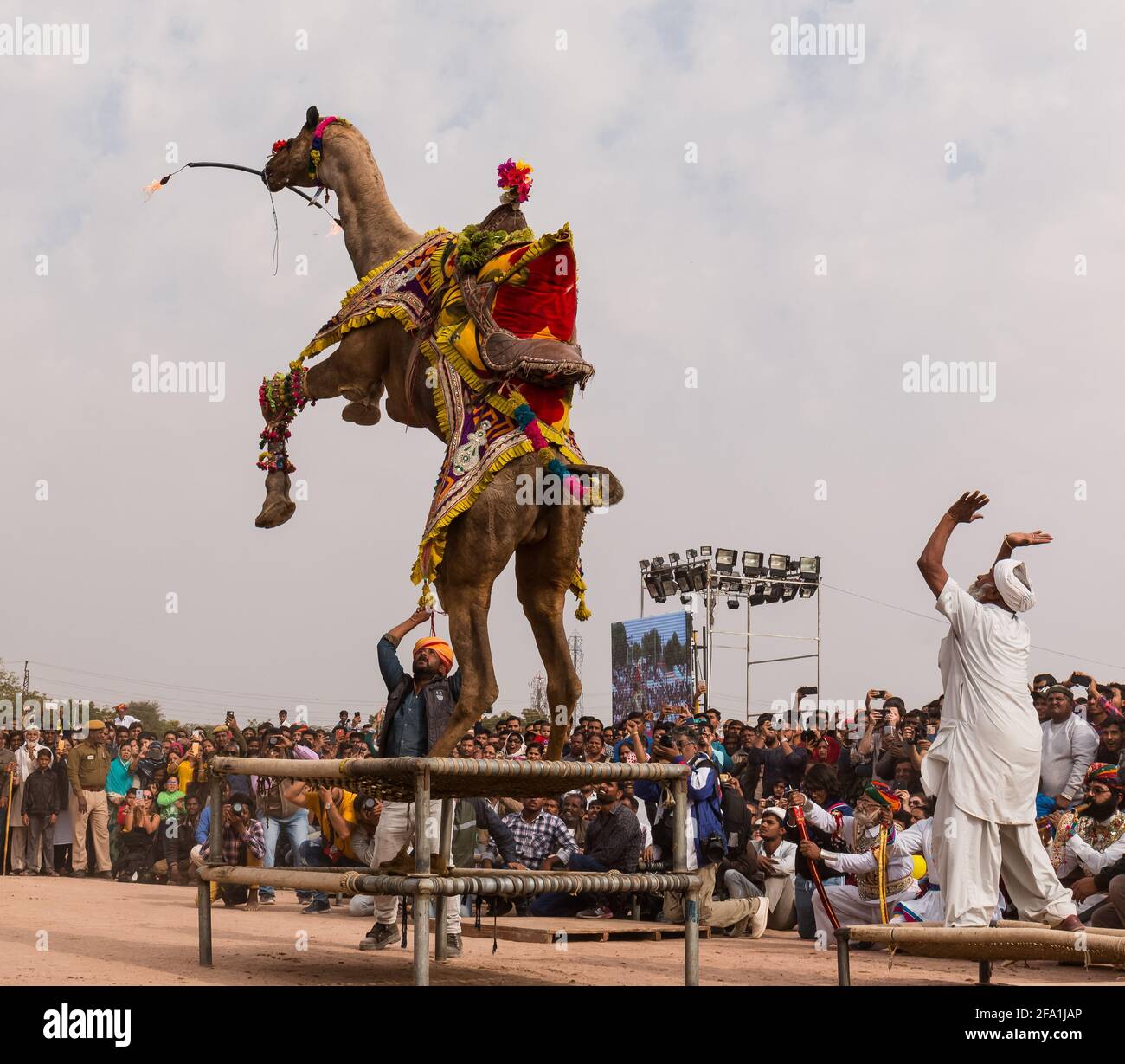 Bikaner, Rajasthan, India, January 2019 : Colorful camel performing ...