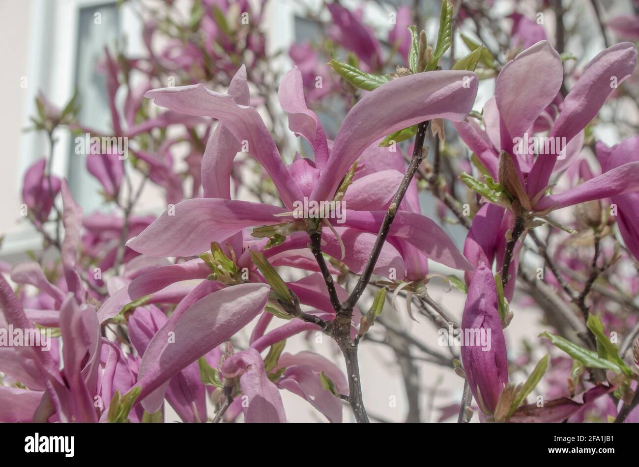Magnolien tree hi-res stock photography and images - Alamy
