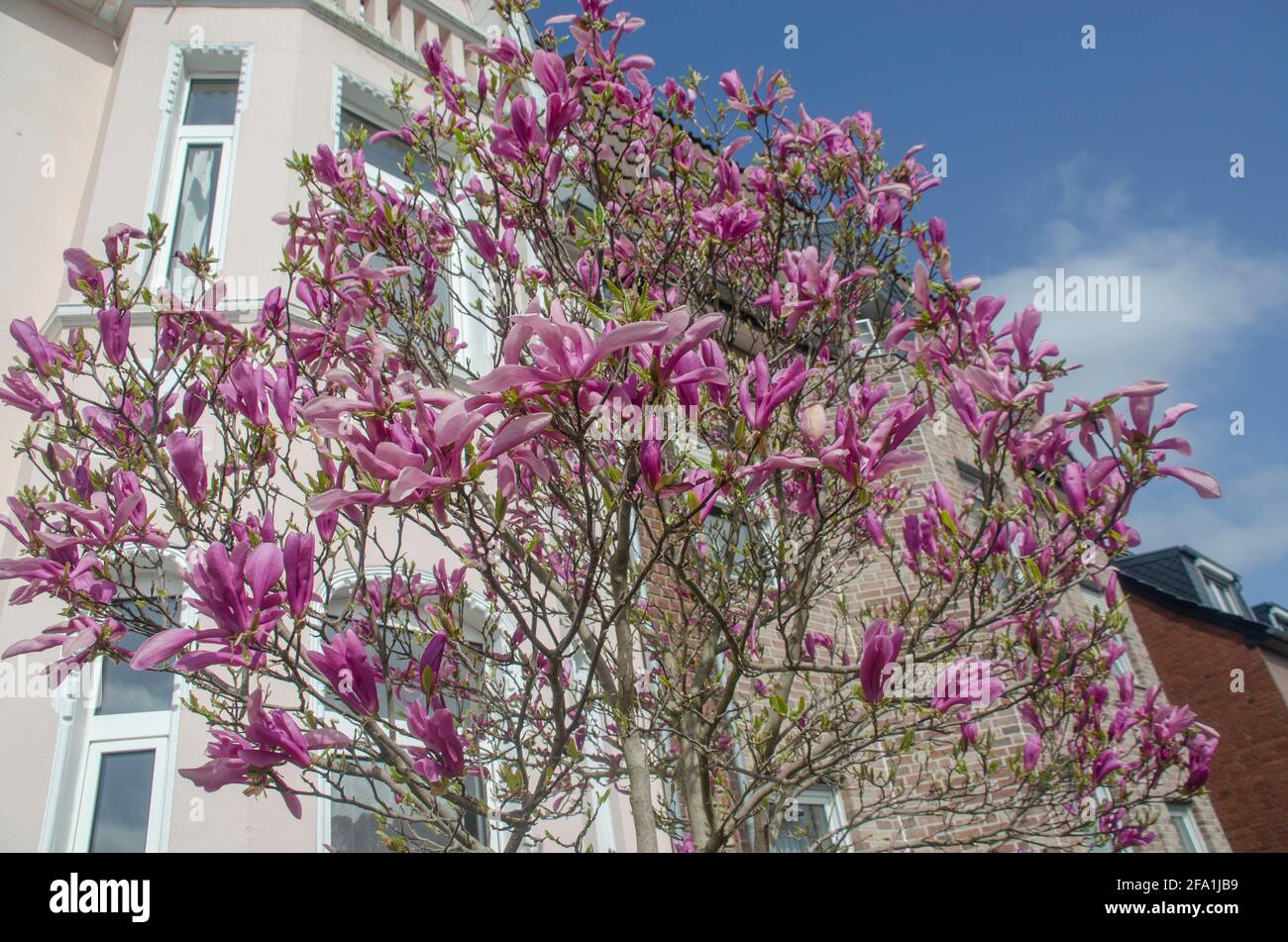 Magnolien tree hi-res stock photography and images - Alamy