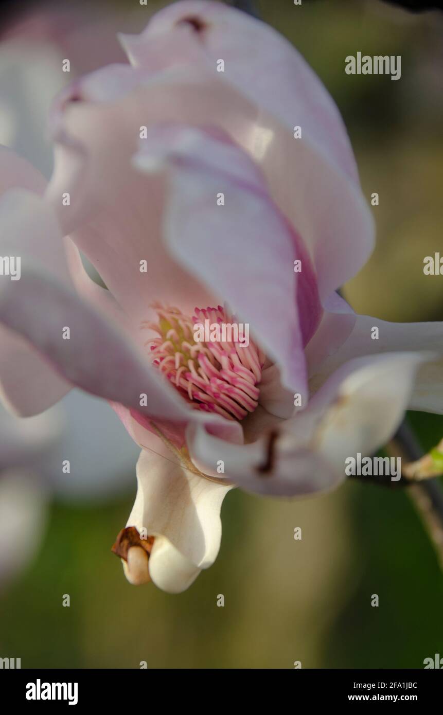 Magnolien wachsen als sommer- oder immergrüne Sträucher und Bäume Stock ...