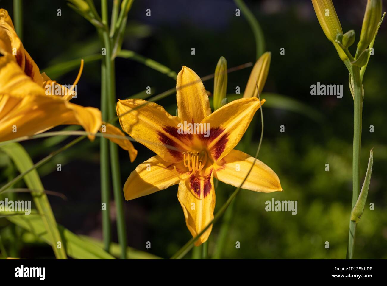 Beautiful colorful daylilies in a flower bed Stock Photo - Alamy
