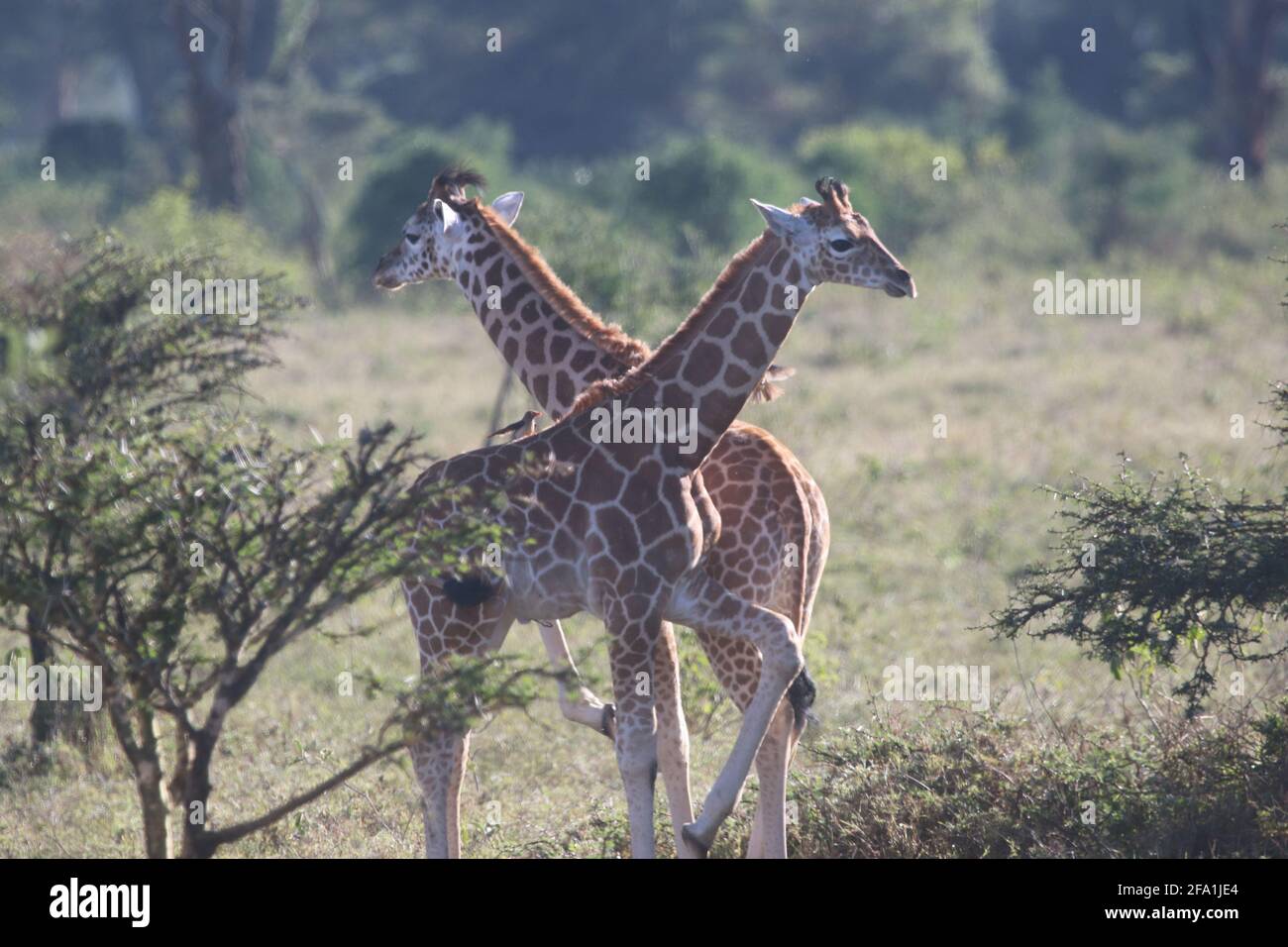 Twin giraffes hi-res stock photography and images - Alamy