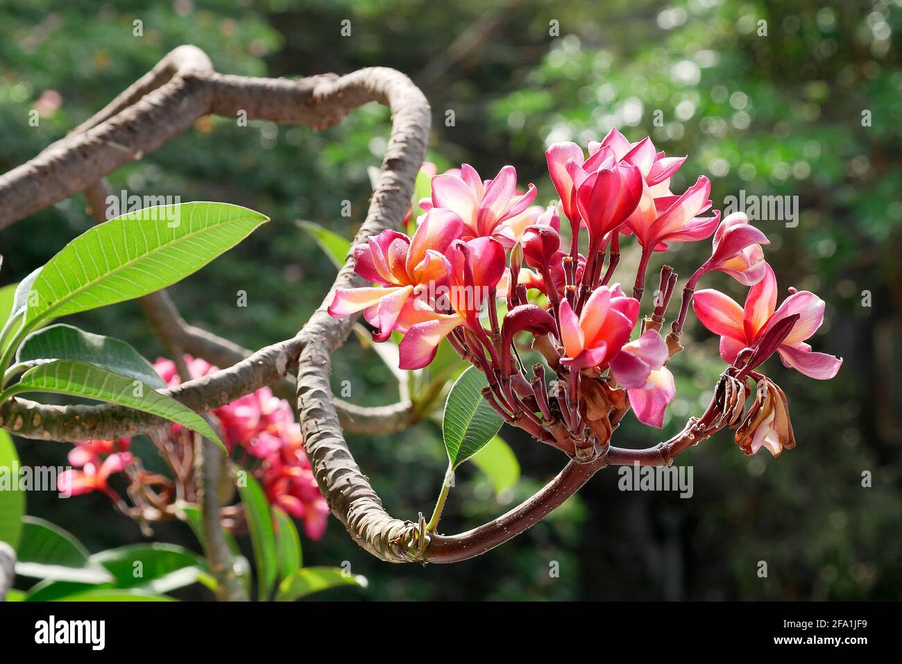 A STILL LIFE OF THE INDIAN PINK CHAMPA FLOWER Stock Photo - Alamy