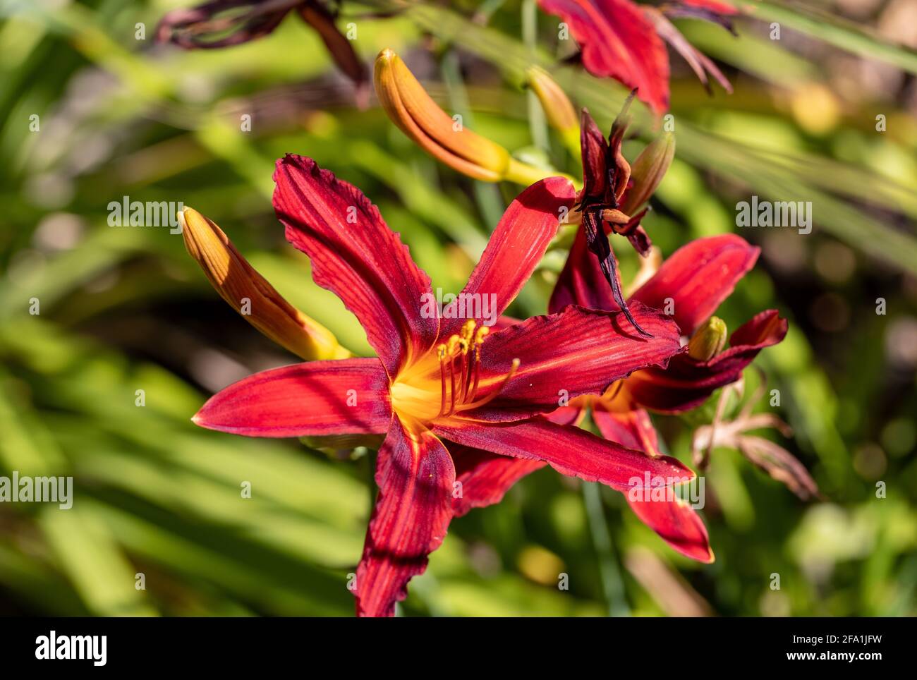 Beautiful red daylilies in a flower bed Stock Photo - Alamy