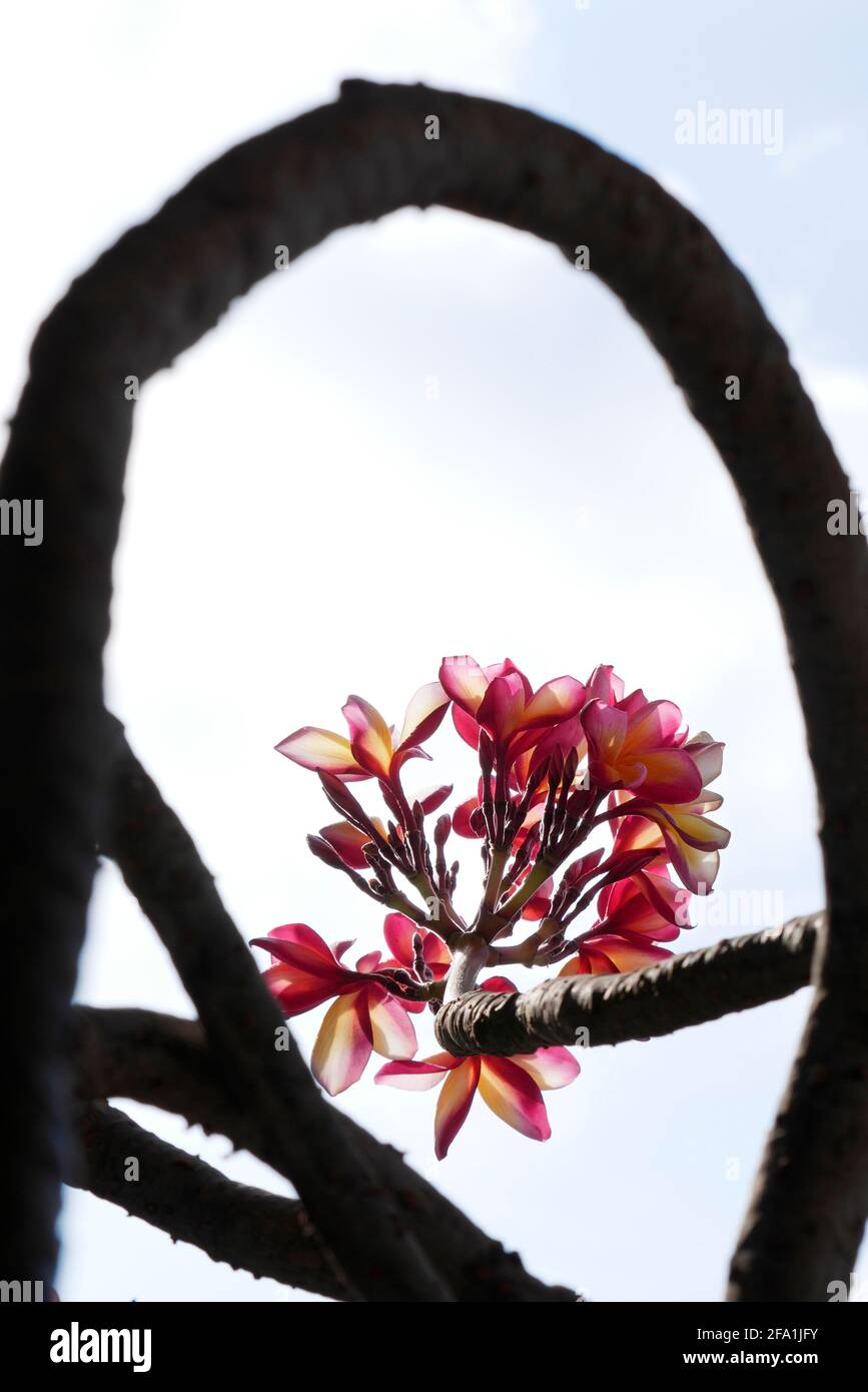 A STILL LIFE OF THE INDIAN PINK CHAMPA FLOWER Stock Photo - Alamy