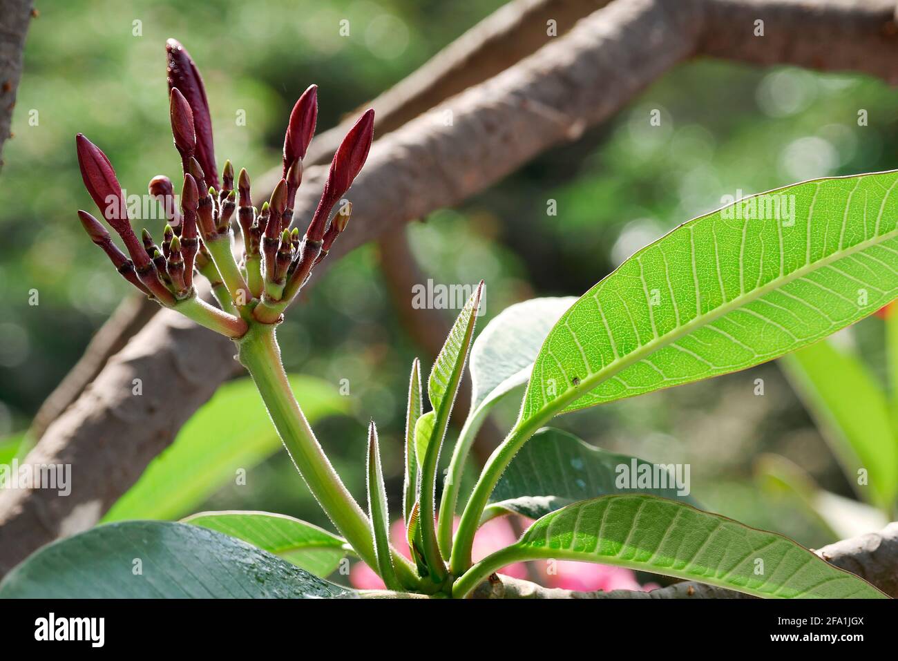 BUDS AND LEAVES OF A INDIAN CHAMPA PLANT IN SPRING Stock Photo - Alamy
