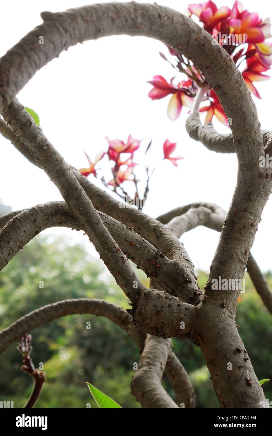 A STILL LIFE OF THE INDIAN PINK CHAMPA FLOWER Stock Photo - Alamy