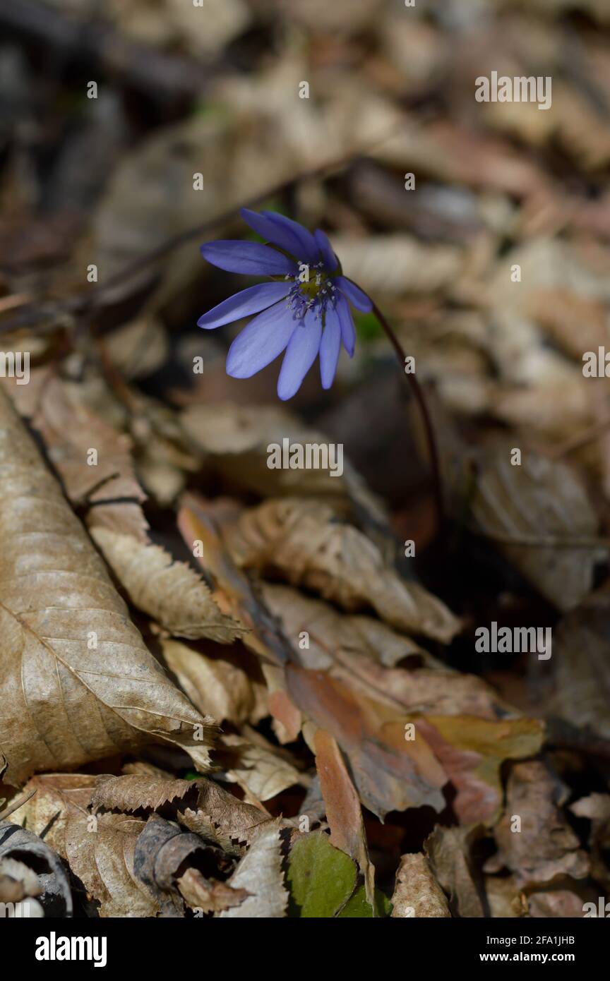 Anemone hepatica, small blue, purple sprting wildflower in nature ...