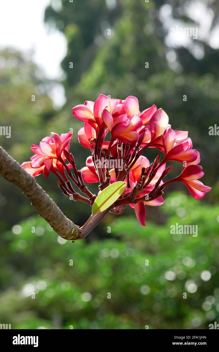A STILL LIFE OF THE INDIAN PINK CHAMPA FLOWER Stock Photo - Alamy