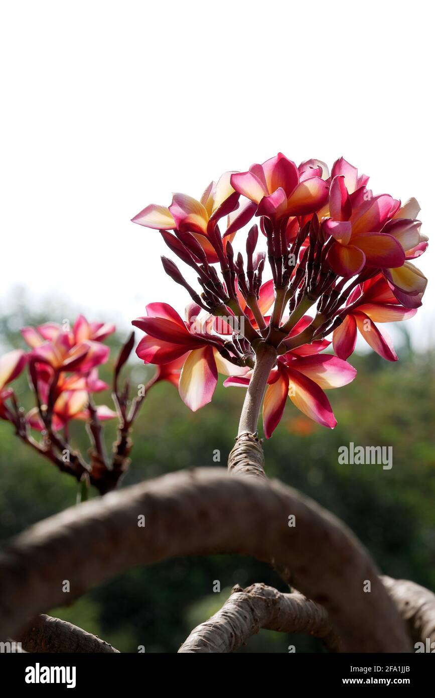 A STILL LIFE OF THE INDIAN PINK CHAMPA FLOWER Stock Photo - Alamy
