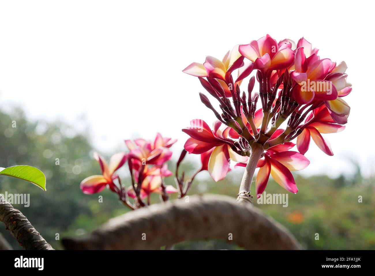A STILL LIFE OF THE INDIAN PINK CHAMPA FLOWER Stock Photo - Alamy