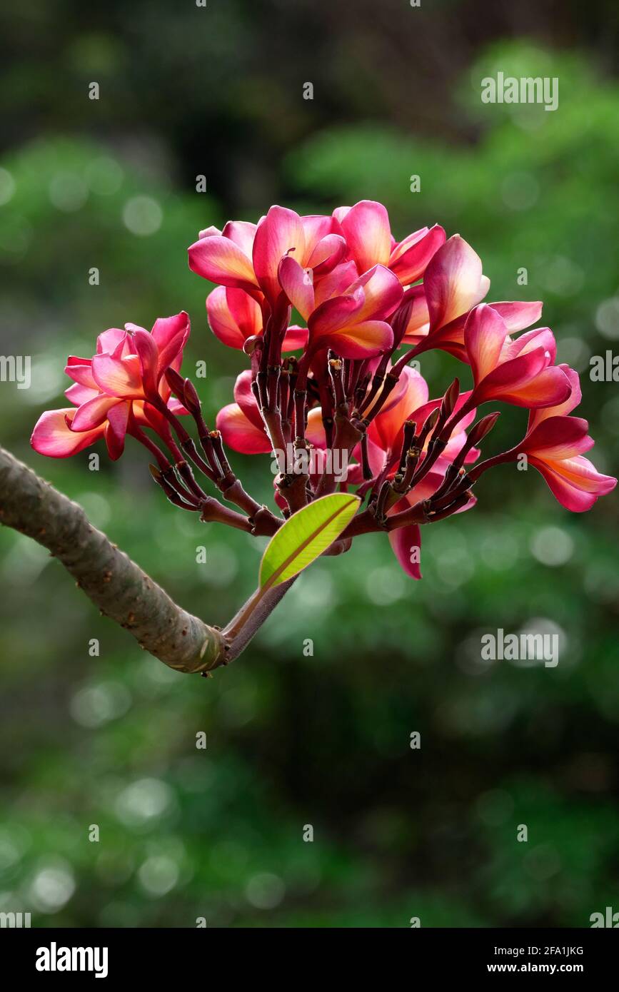 A STILL LIFE OF THE INDIAN PINK CHAMPA FLOWER Stock Photo - Alamy