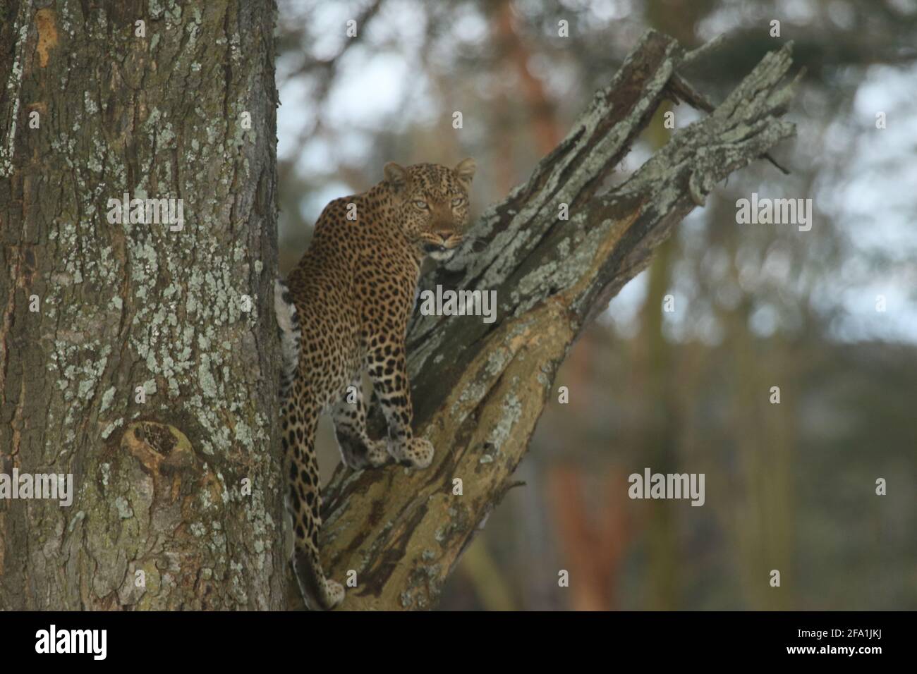 Leopard up a tree Stock Photo - Alamy
