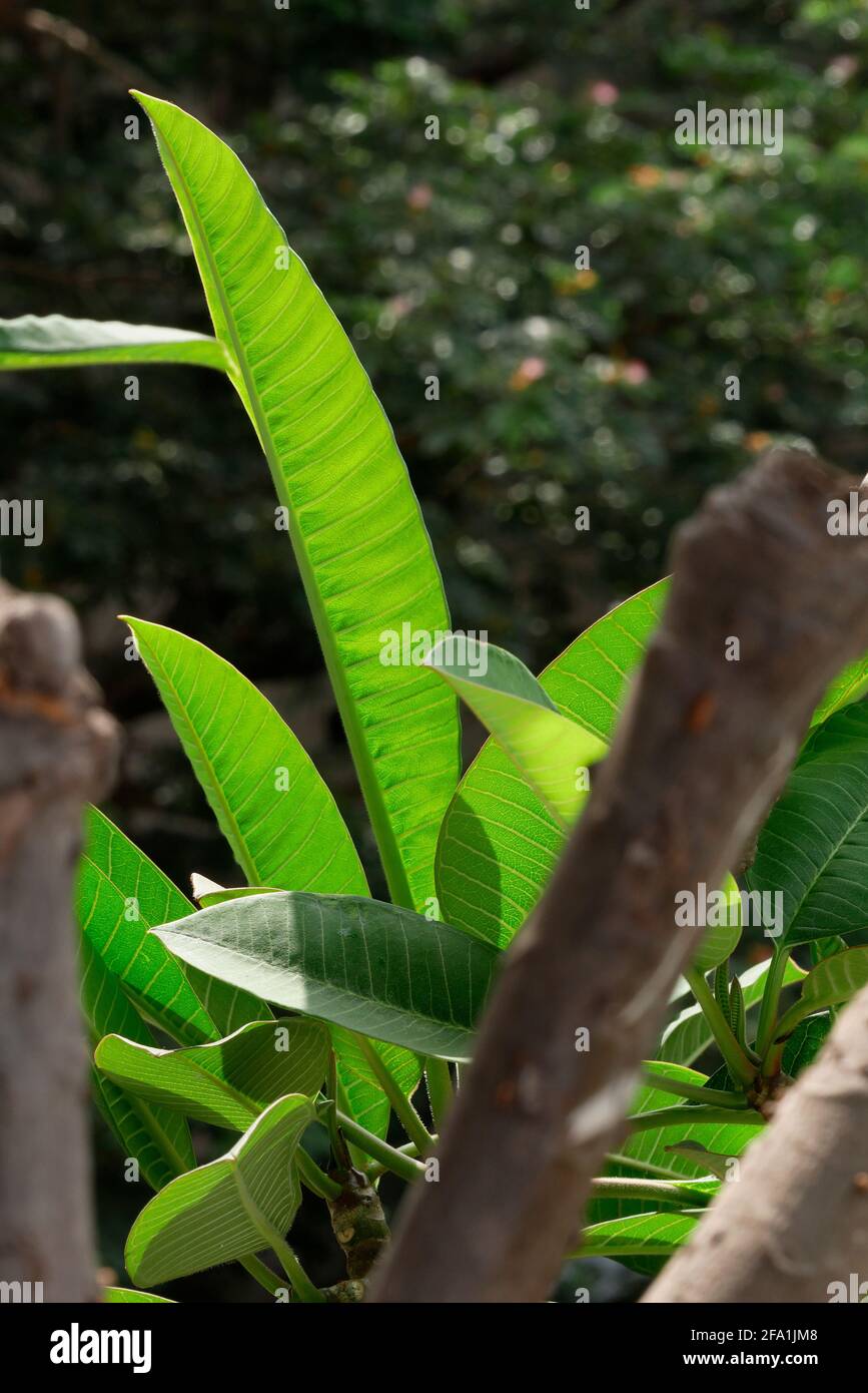 Champa tree hi-res stock photography and images - Alamy