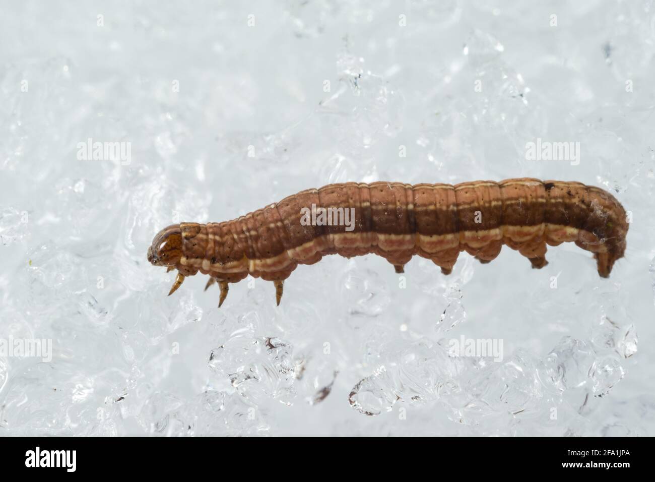 Great brocade moth larvae walking on snow Stock Photo - Alamy