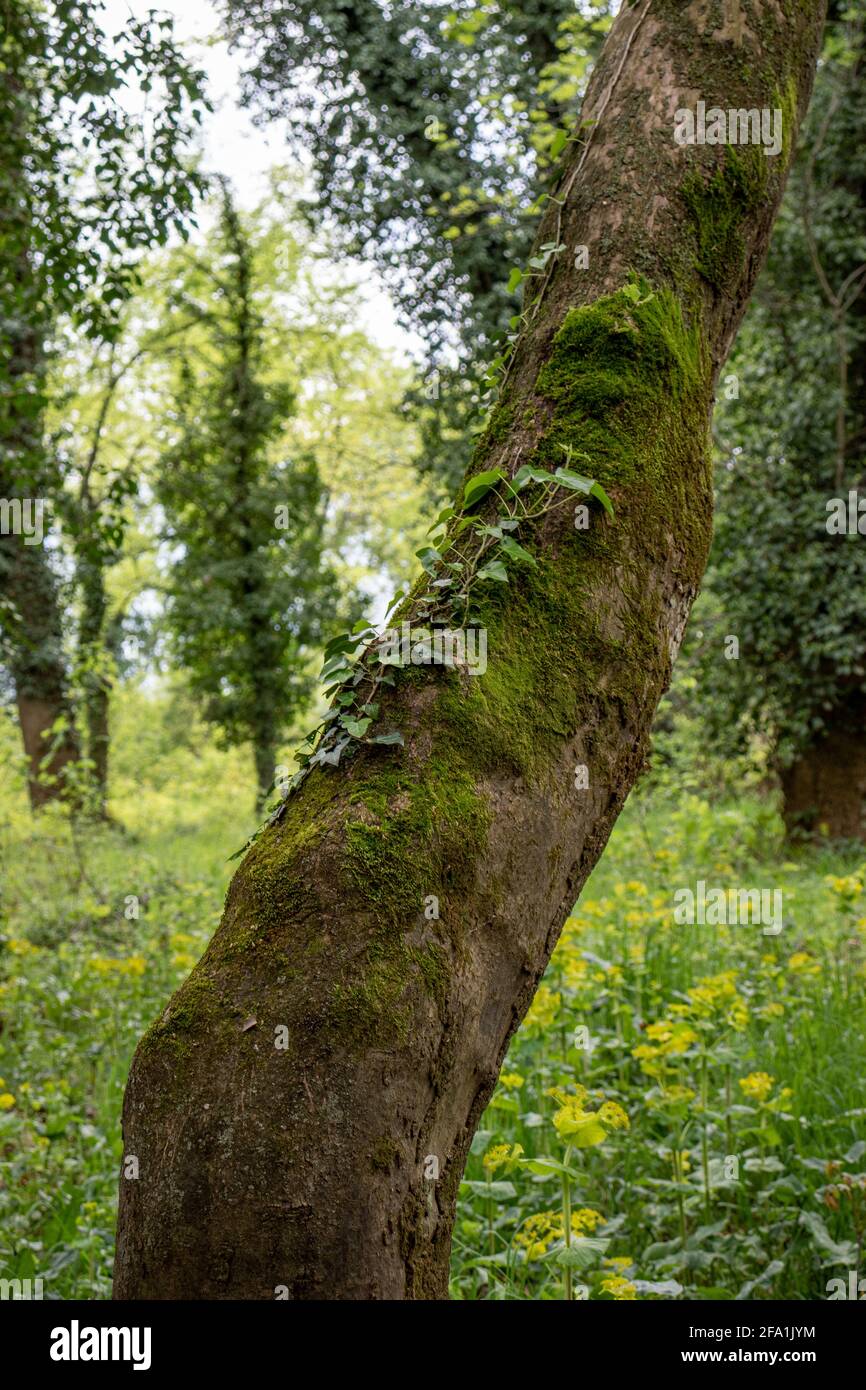 1000 trees hi-res stock photography and images - Alamy