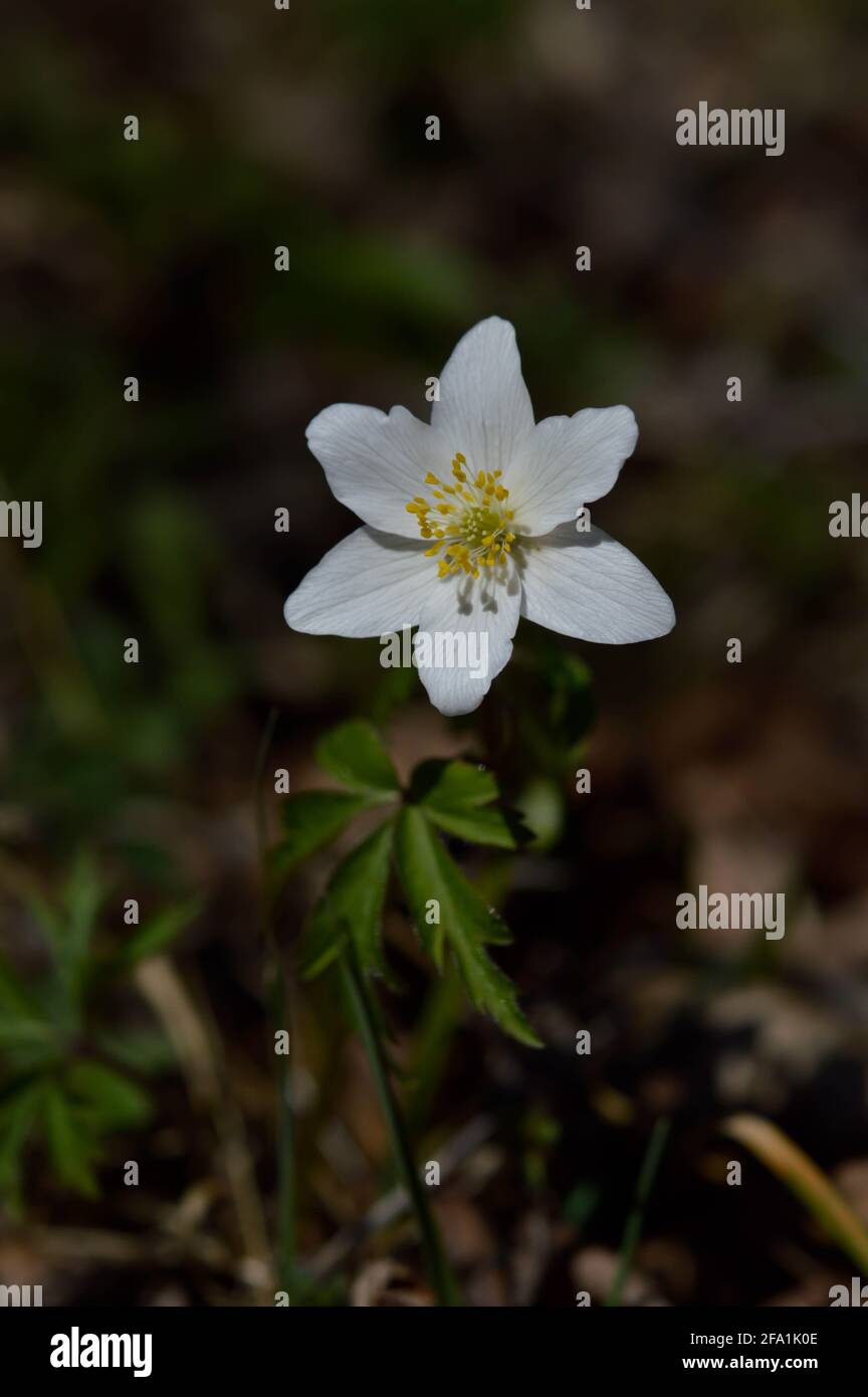 Wood anemone, early spring white wildflower in nature. Small white ...