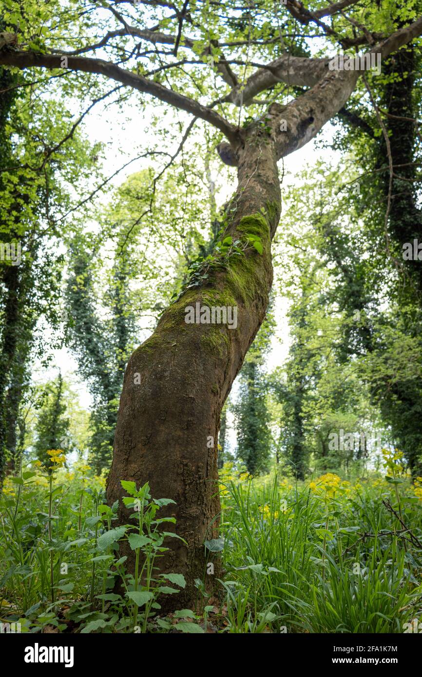 1000 trees hi-res stock photography and images - Alamy