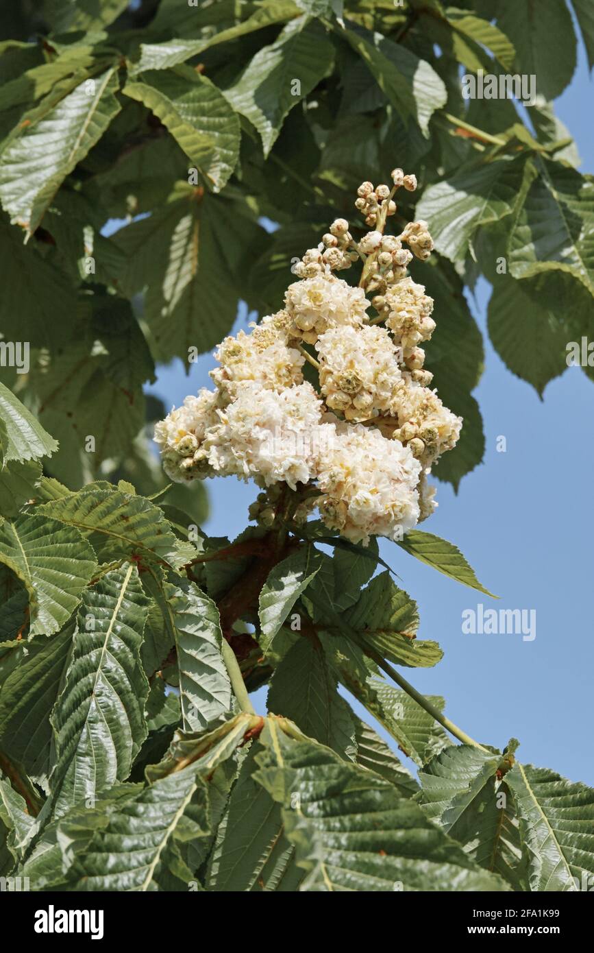 flowers and leaves of horse chestnut baumannii tree, Aesculus ...