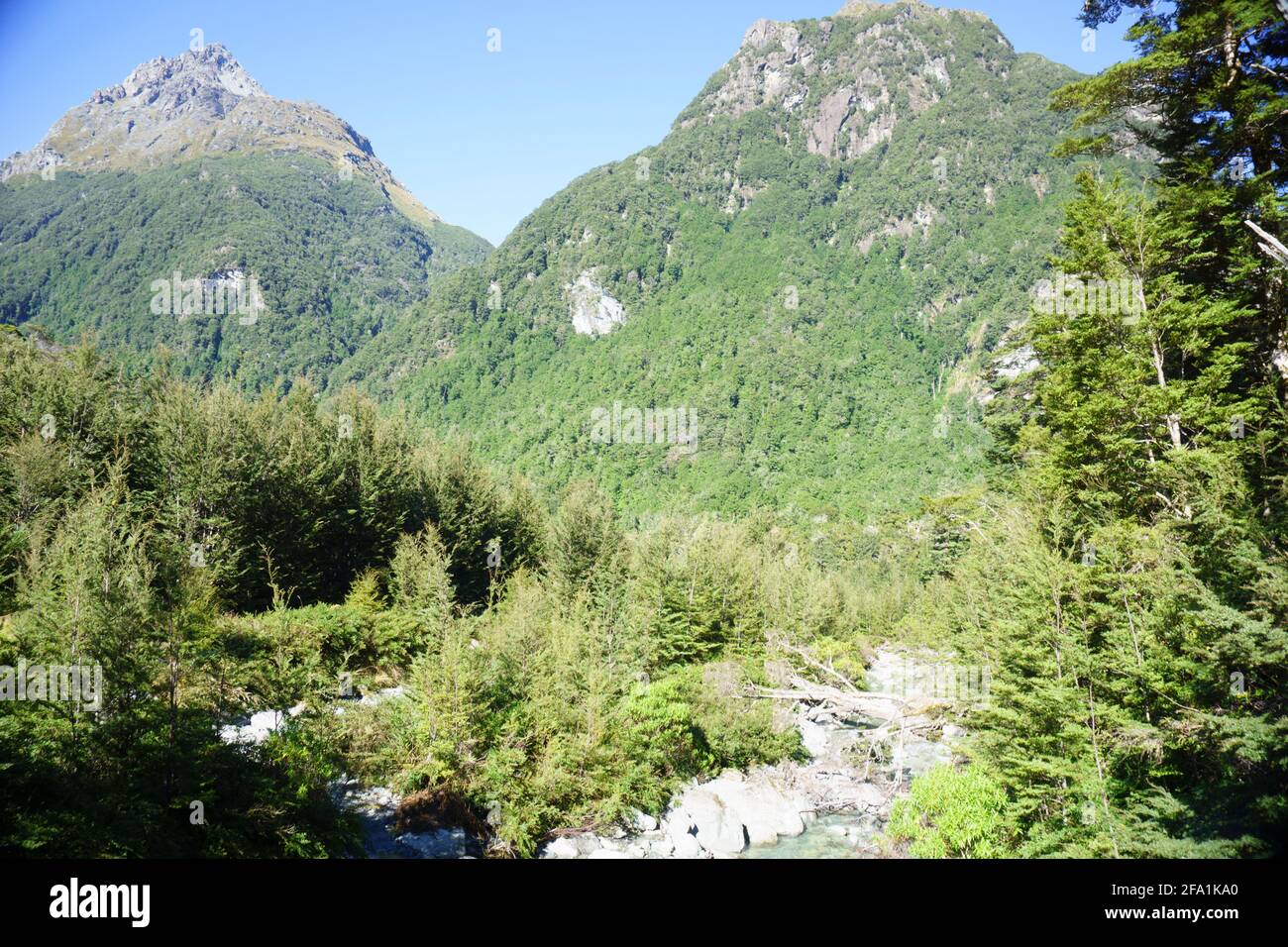 Lush green New Zealand forest with distant bush clad hills Stock Photo ...