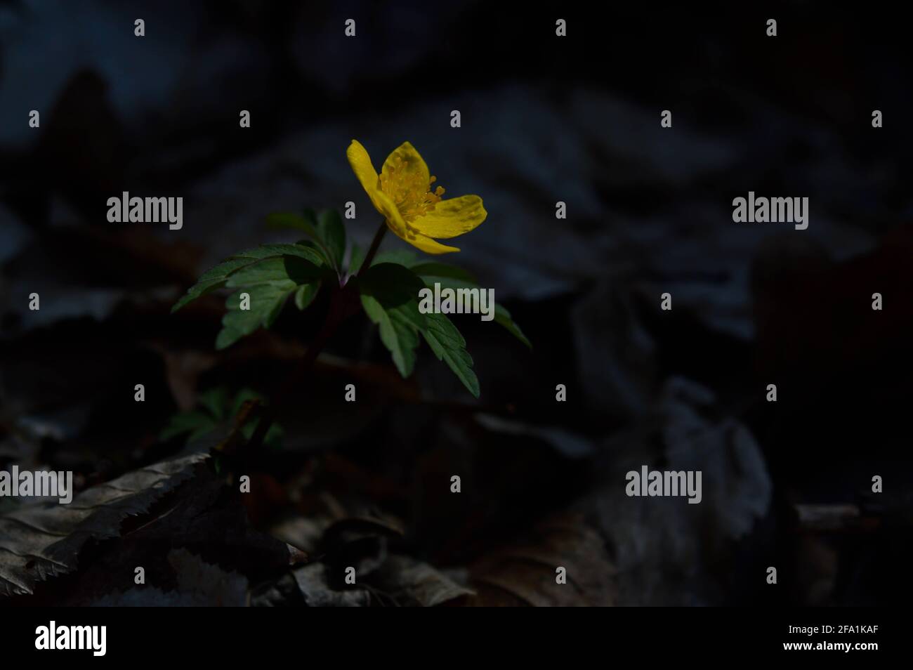 Yellow wildflower in the woods, close up flower head, small yellow ...