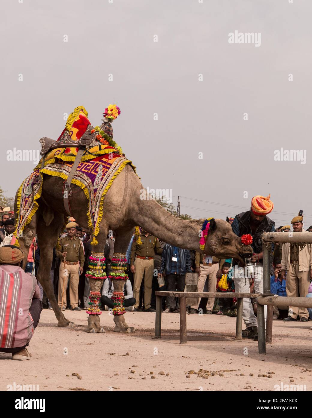 Bikaner, Rajasthan, India, January 2019 : Colorful camel performing ...
