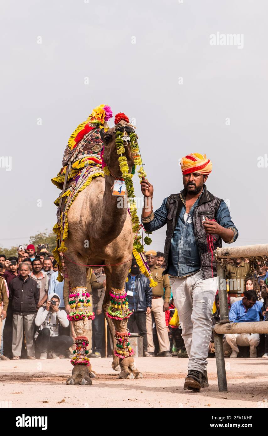 Bikaner, Rajasthan, India, January 2019 : Colorful camel performing ...