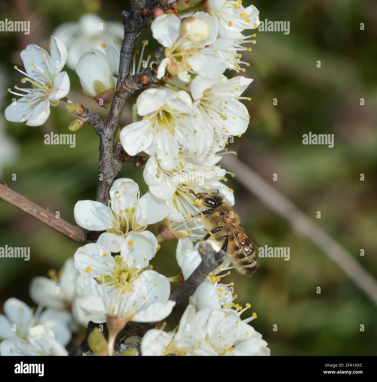 Honey bee on spring flowers Stock Photo - Alamy