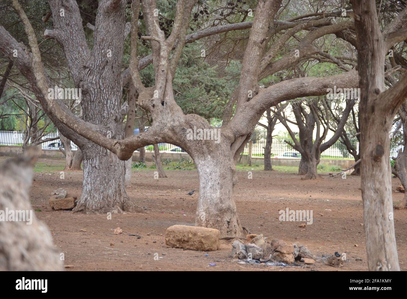 Eerie scenery of the majestic trees in a park Stock Photo - Alamy