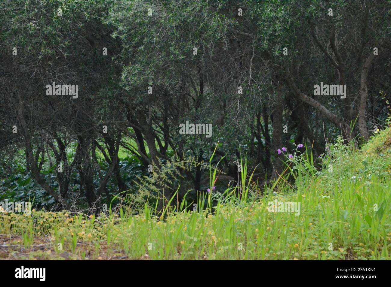 Eerie scenery of the trees in a northern hardwood forest in spring ...