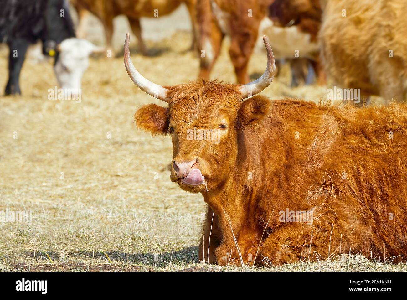 Red Cattle, lying on hay at spring field. Red breed cow for meat and ...
