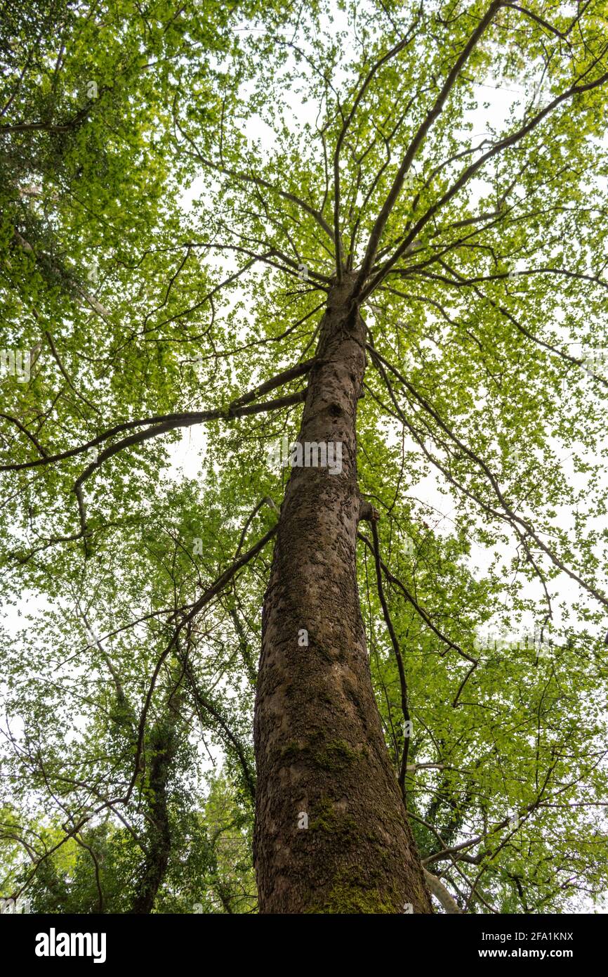 1000 trees hi-res stock photography and images - Alamy