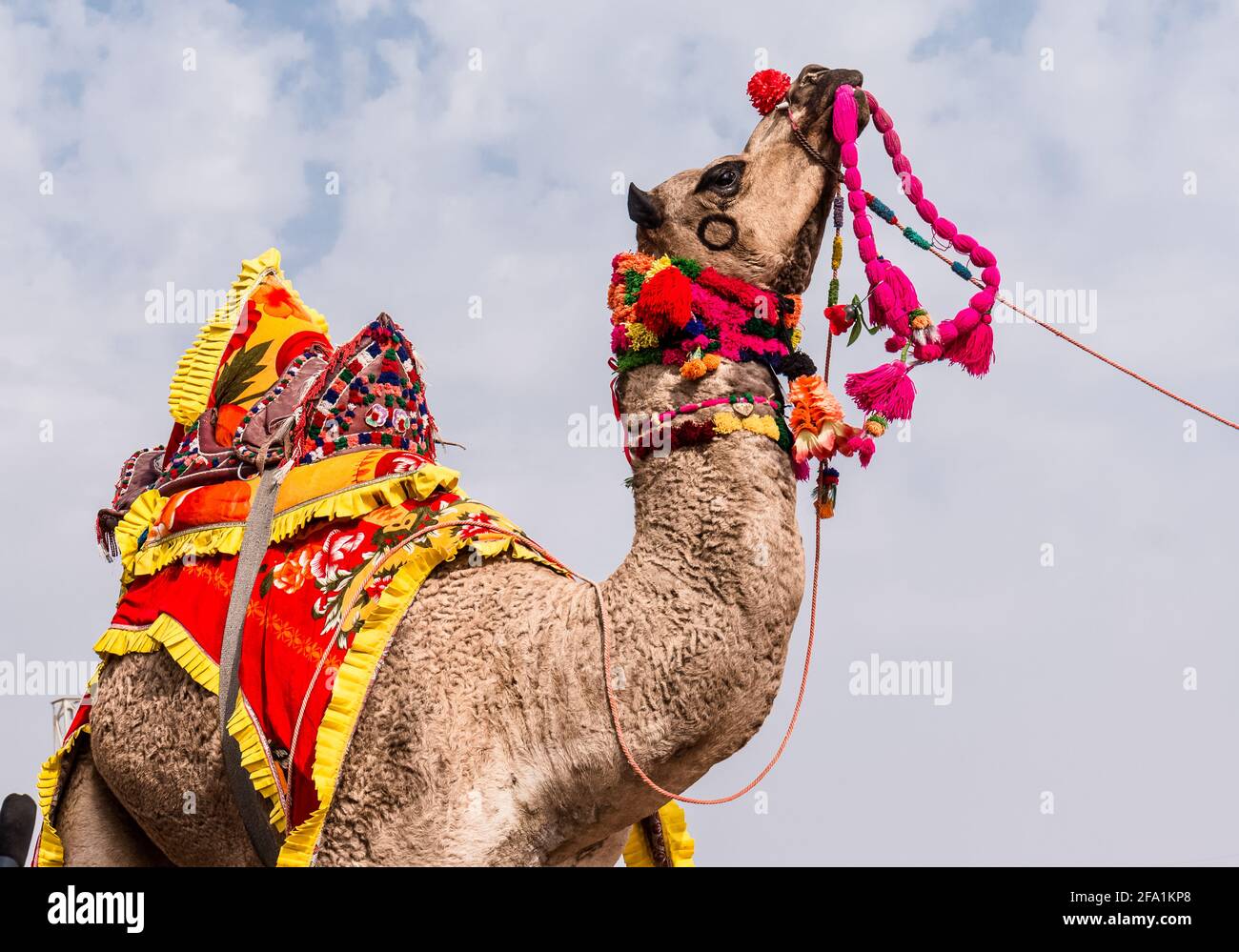 Bikaner, Rajasthan, India, January 2019 : Colorful camel performing ...