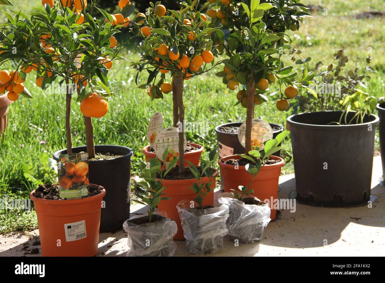 Mixed Young Citrus Trees Stock Photo - Alamy