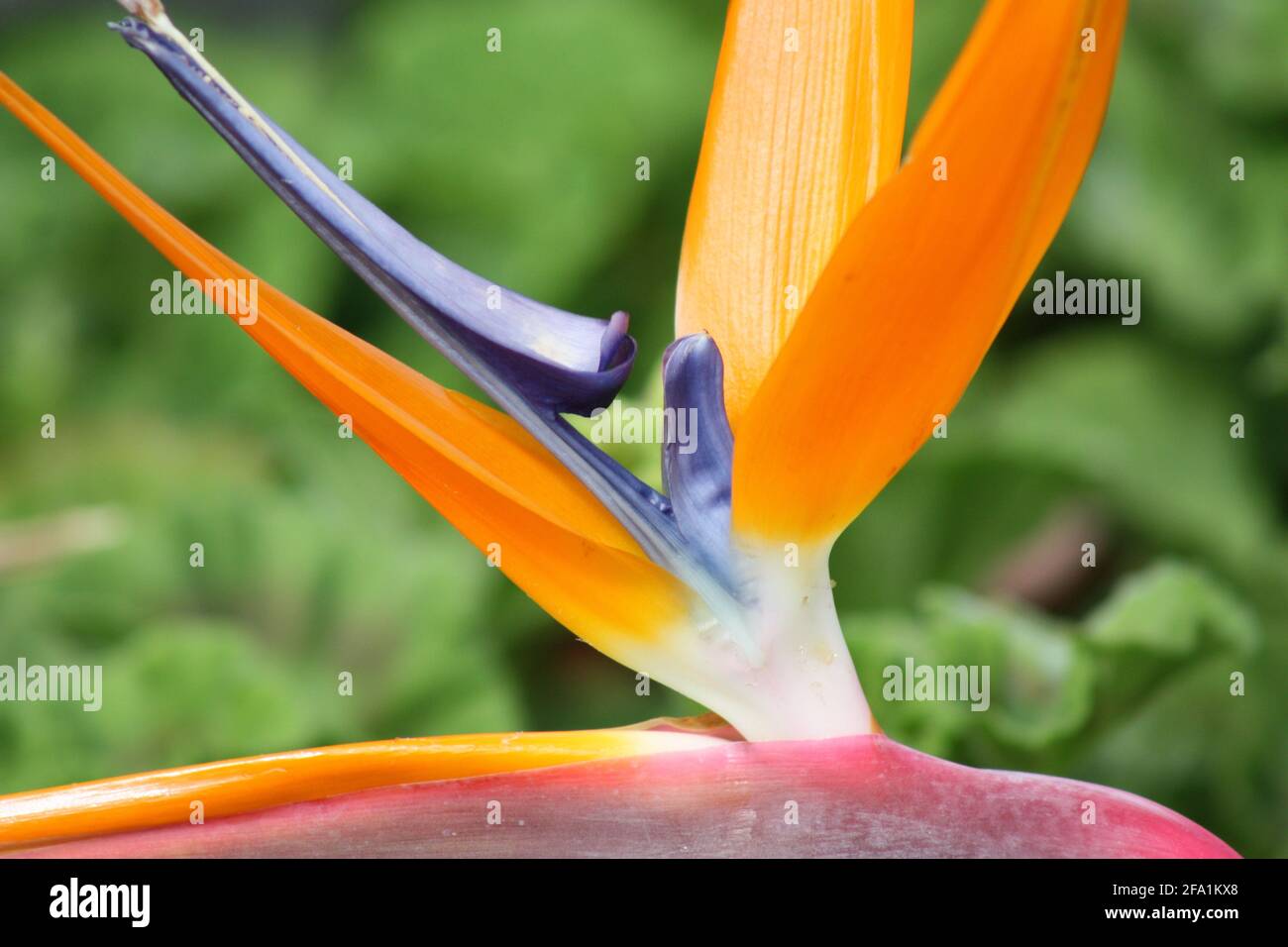 Strelitzia family hi-res stock photography and images - Alamy