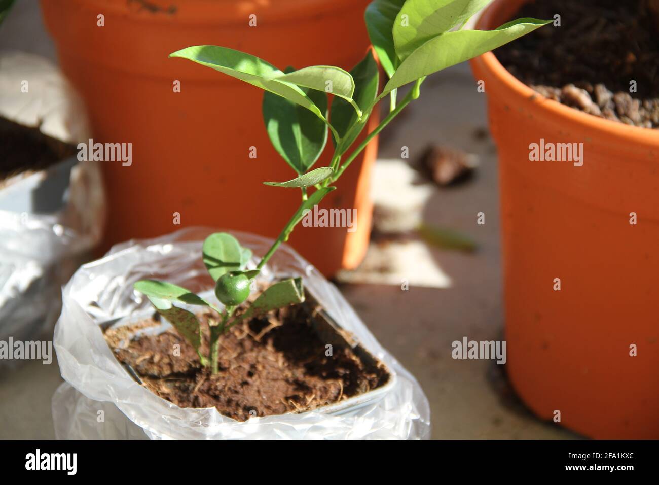 Young Orange Tree Stock Photo - Alamy