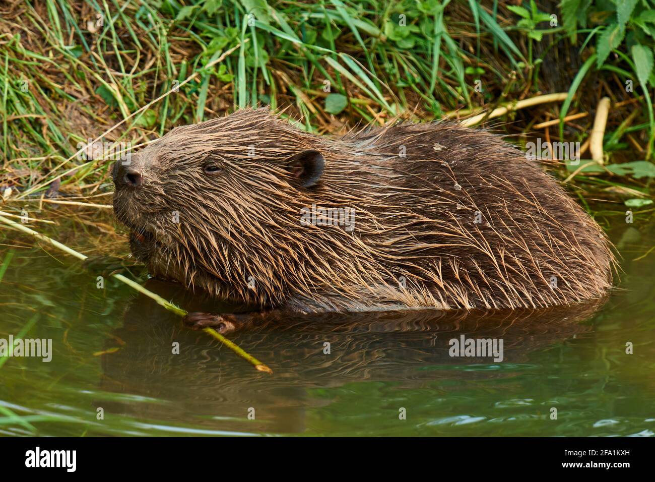 Eurasian beaver Castor fiber at dusk. Looking for food in the river ...