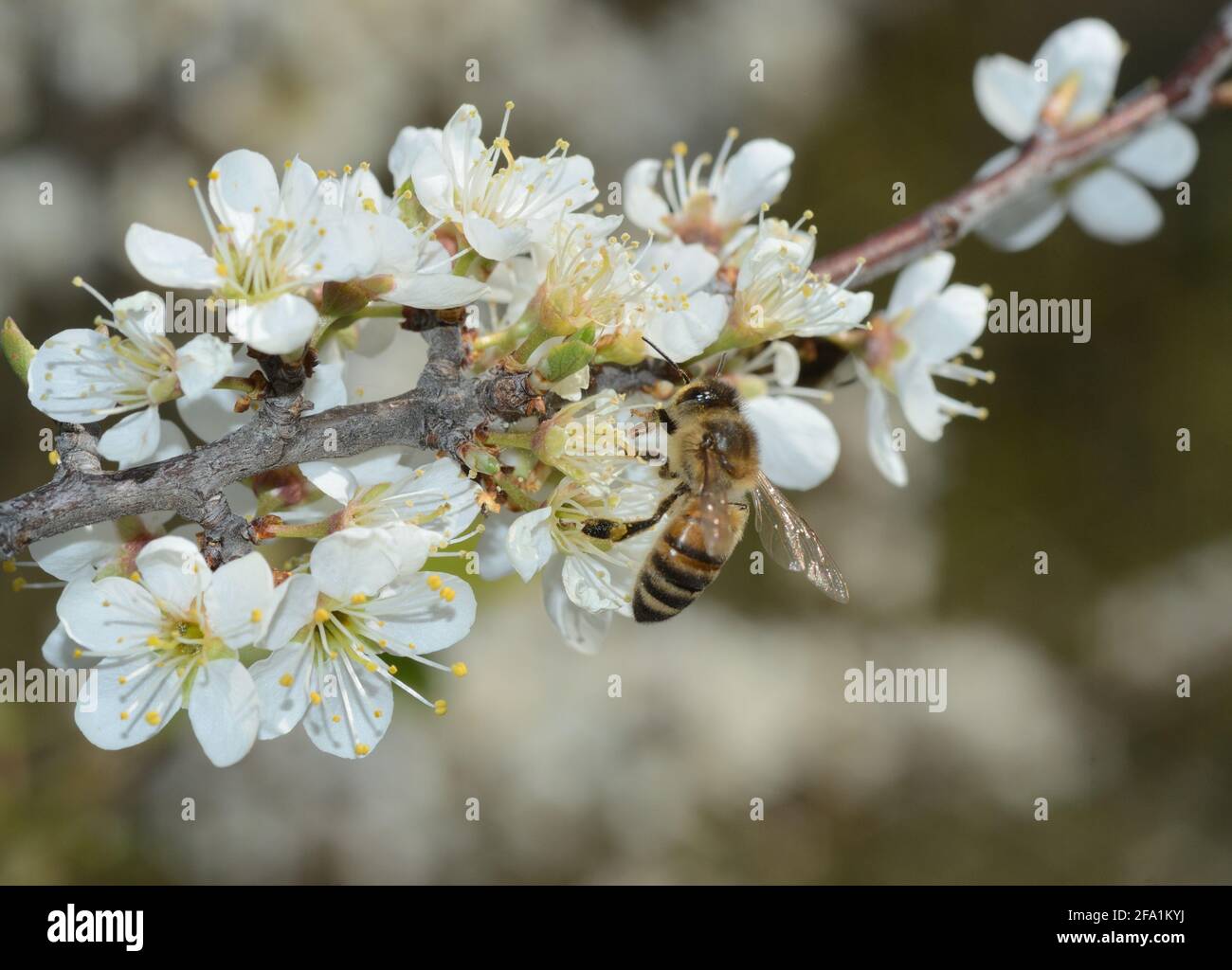 Honey bee on spring flowers Stock Photo - Alamy