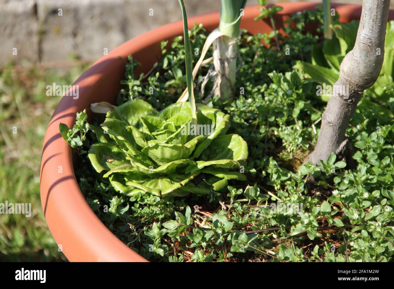 Lettuce in Plastic Pot Stock Photo - Alamy