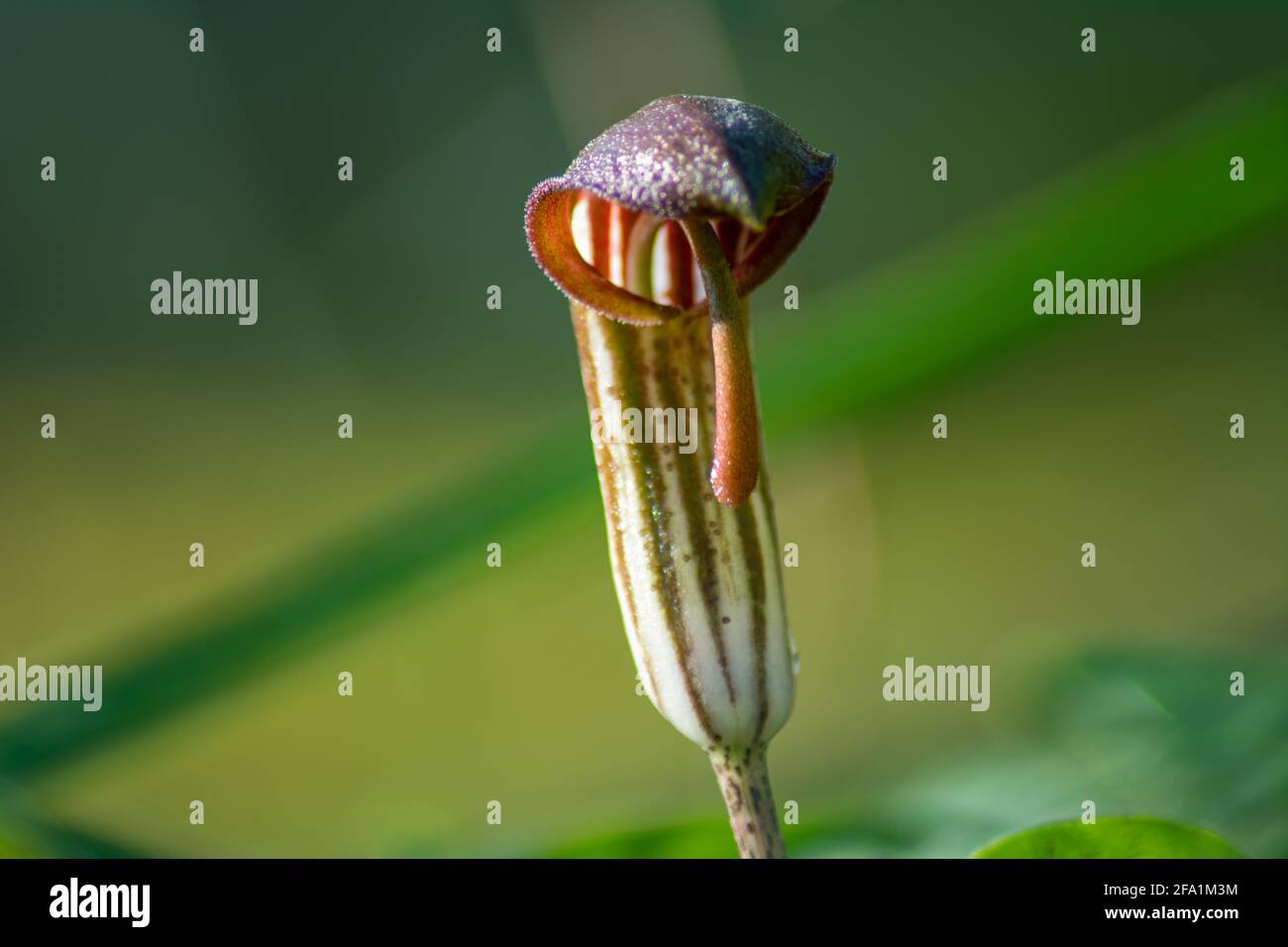 Friars cowl hi-res stock photography and images - Alamy