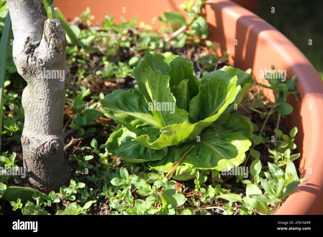 Lettuce in Plastic Pot Stock Photo - Alamy