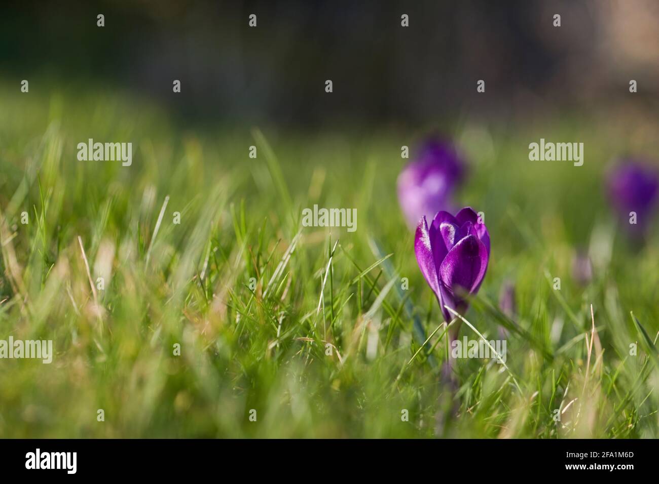 Crocus tommasinianus Ruby Giant in flower in springtime, United Kingdom ...