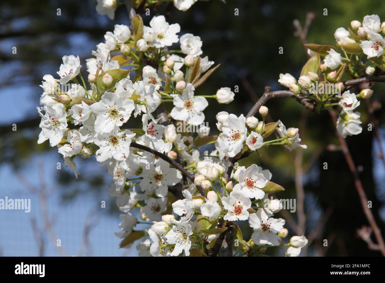 Nashi flower hi-res stock photography and images - Alamy