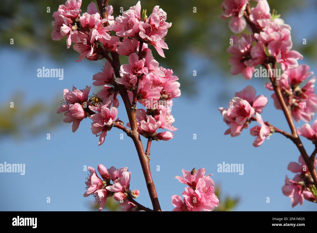 Pink Apricot Flower on Tree Stock Photo - Alamy